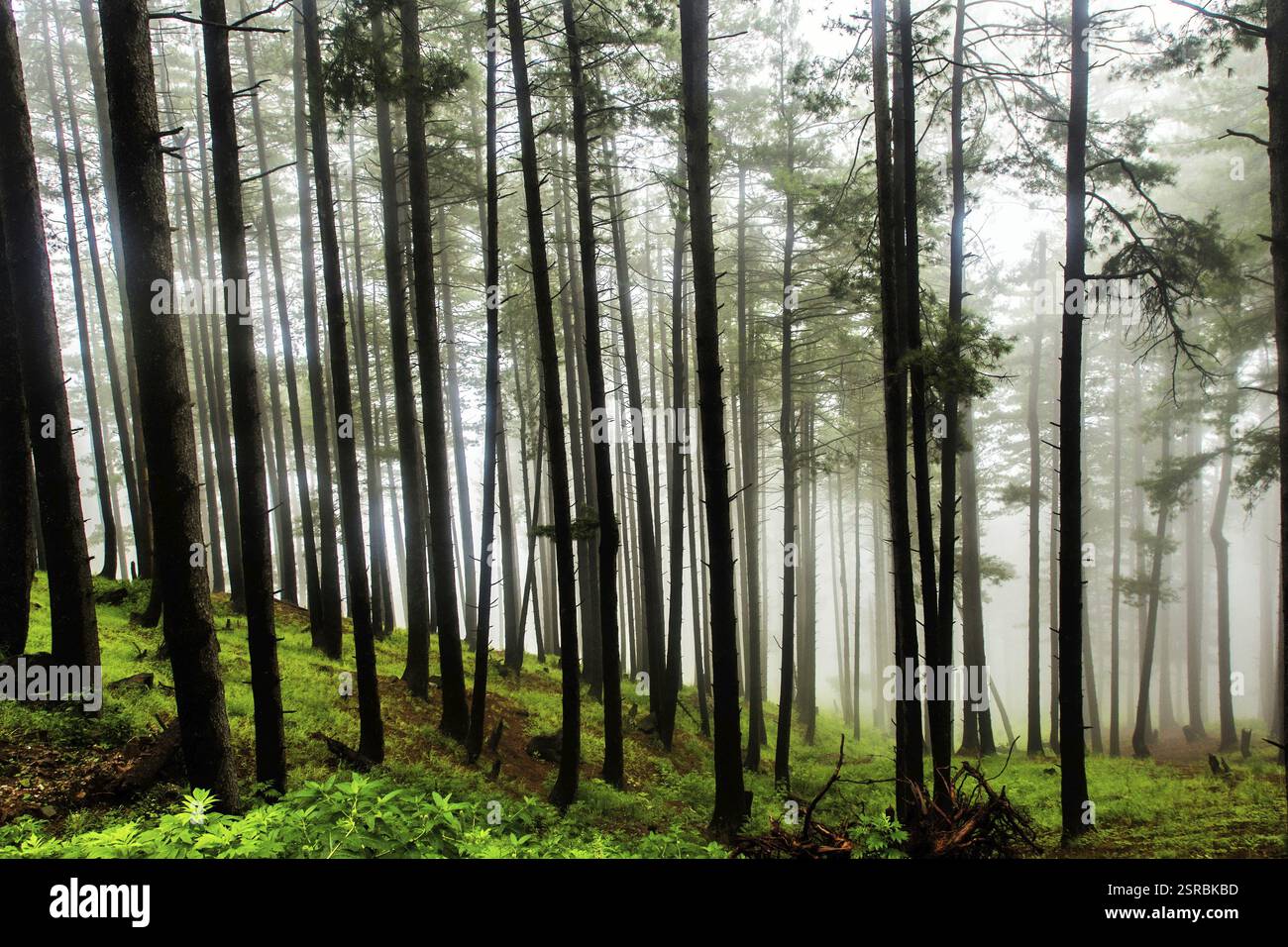 Pine trees, Doodhpathri, Budgam, Kashmir, India, Asia Stock Photo - Alamy