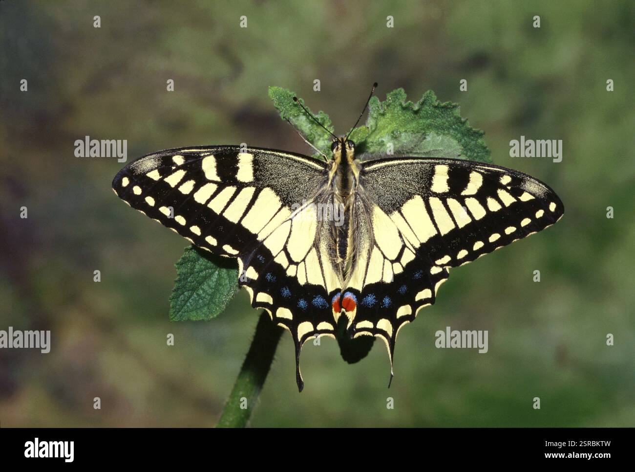 Himalayan butterfly hi-res stock photography and images - Alamy