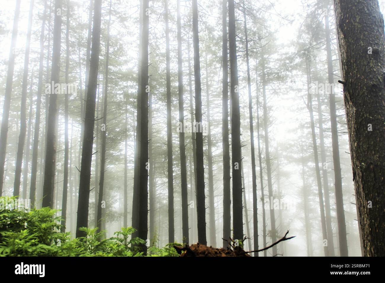 Pine trees, Doodhpathri, Budgam, Kashmir, India, Asia Stock Photo - Alamy