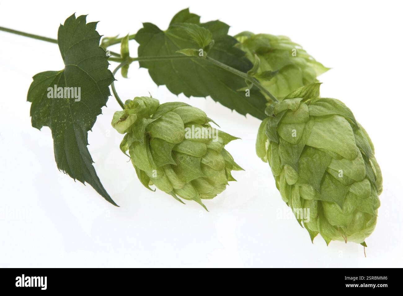 Detail of hop cone and leaves on white background Stock Photo - Alamy