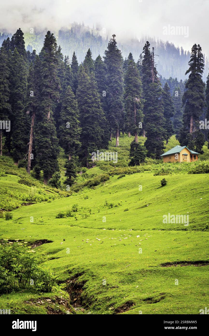 Meadows and pine trees, Doodhpathri, Budgam, Kashmir, India, Asia Stock Photo - Alamy
