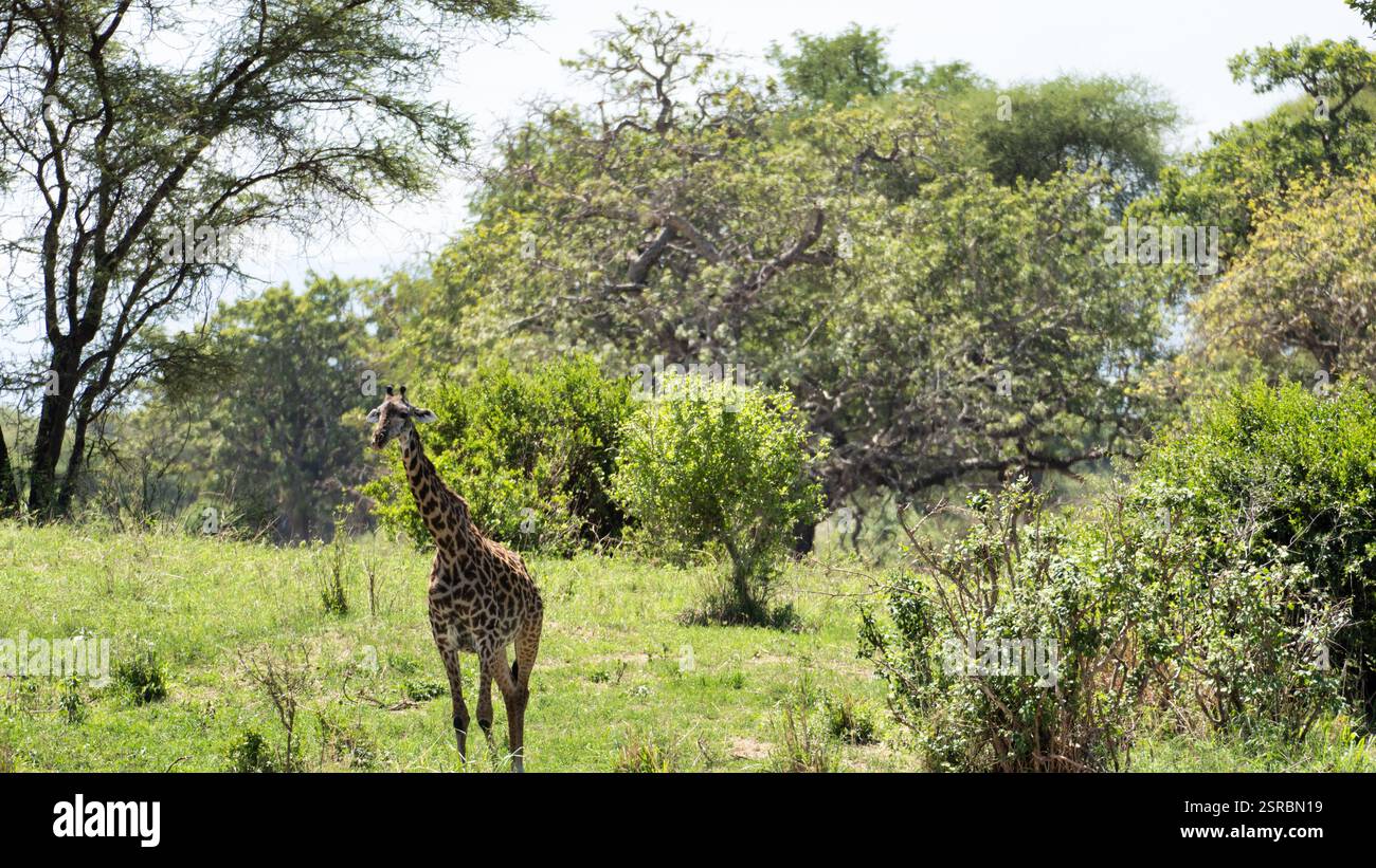 A captivating image of a giraffe gracefully moving through a lush ...