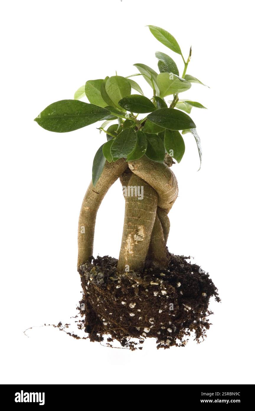 Growing fig tree in Cut Out Stock Images & Pictures - Alamy