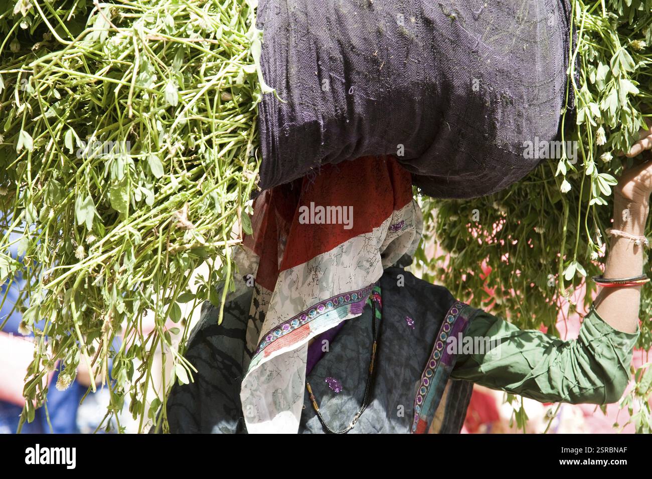 Woman carrying green grass, mathura, uttar pradesh, india, asia Stock ...
