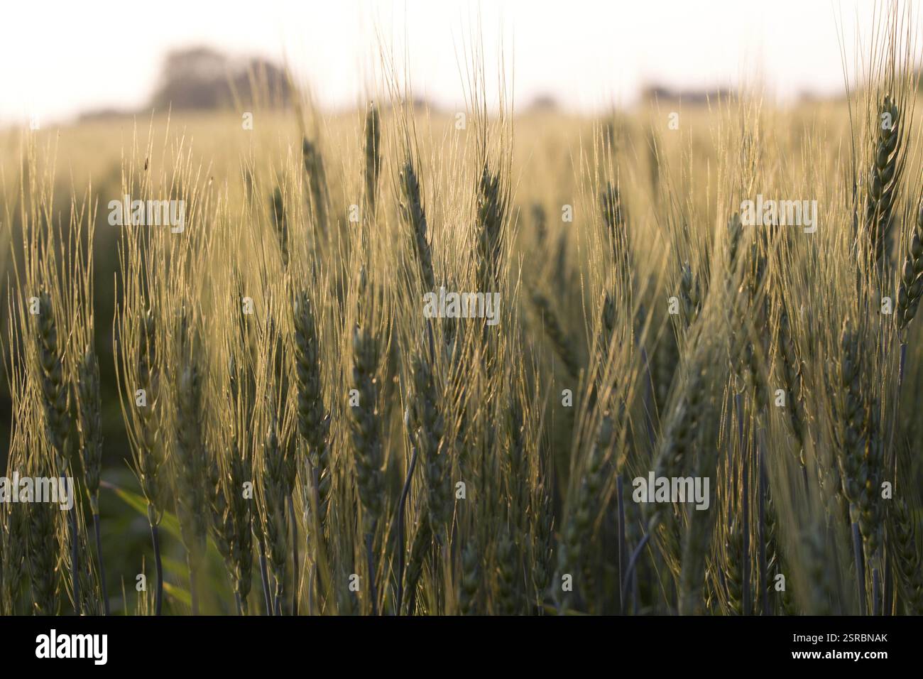 Wheat farm, nagpur, maharashtra, india, asia Stock Photo - Alamy