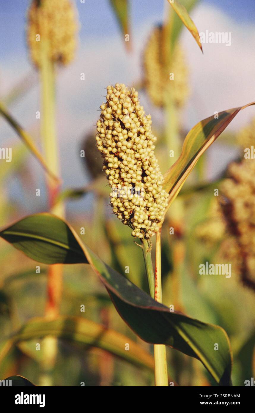 Jawar crops in field, Pune, Maharashtra, India, Asia Stock Photo - Alamy