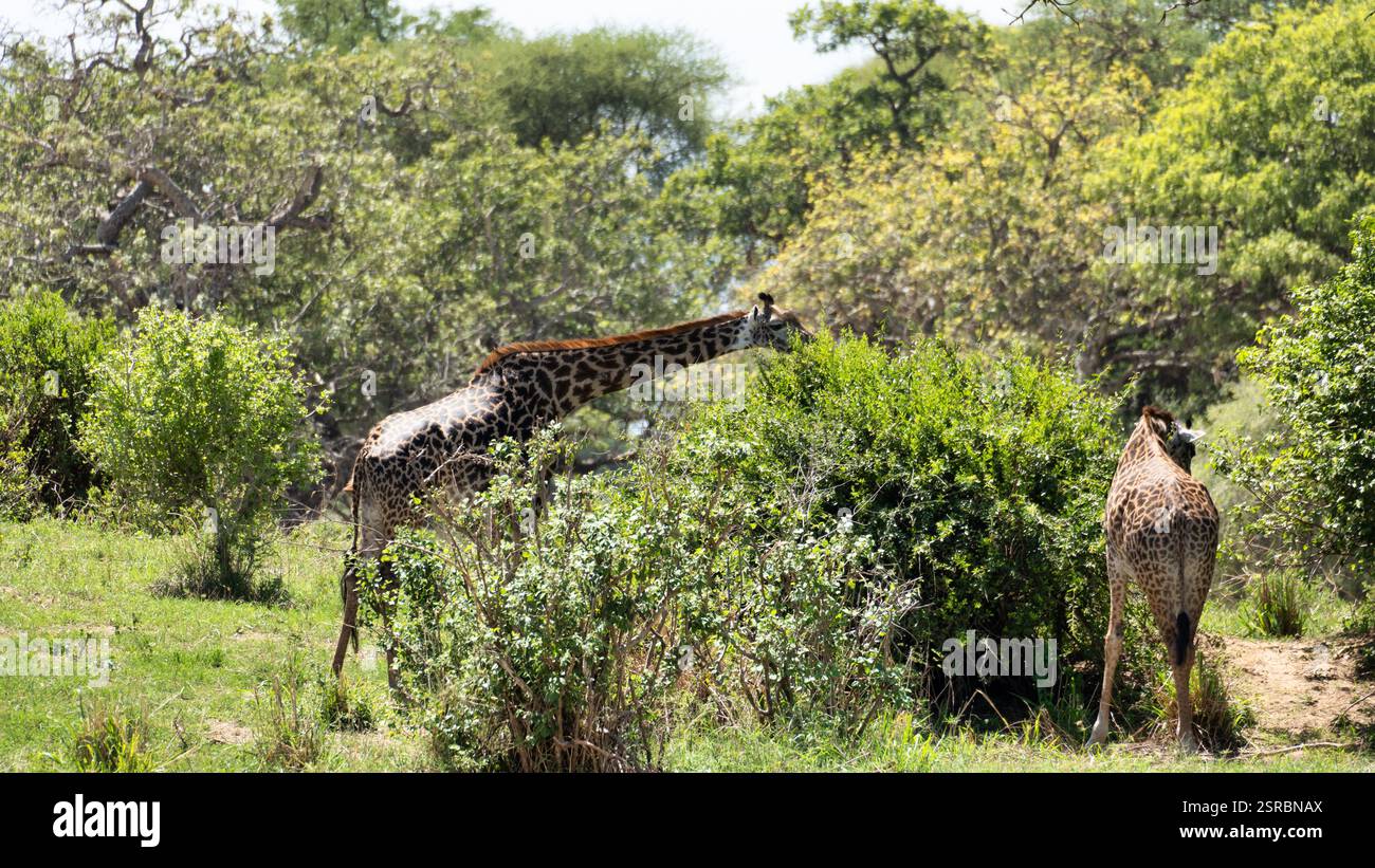 A tall giraffe extending its long neck beside a concealed antelope ...