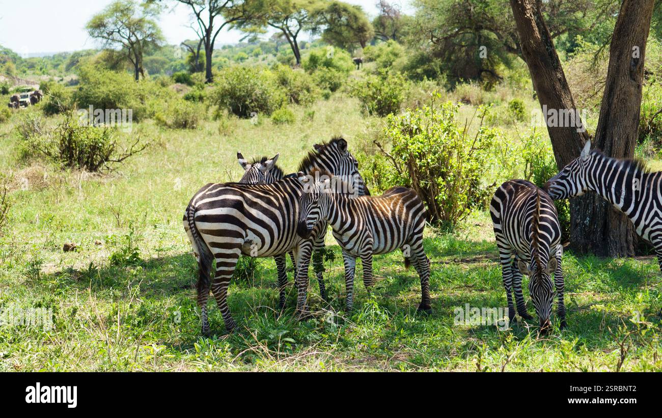 A Group of Zebras Gathering Together in a Beautiful and Lush Grassland ...