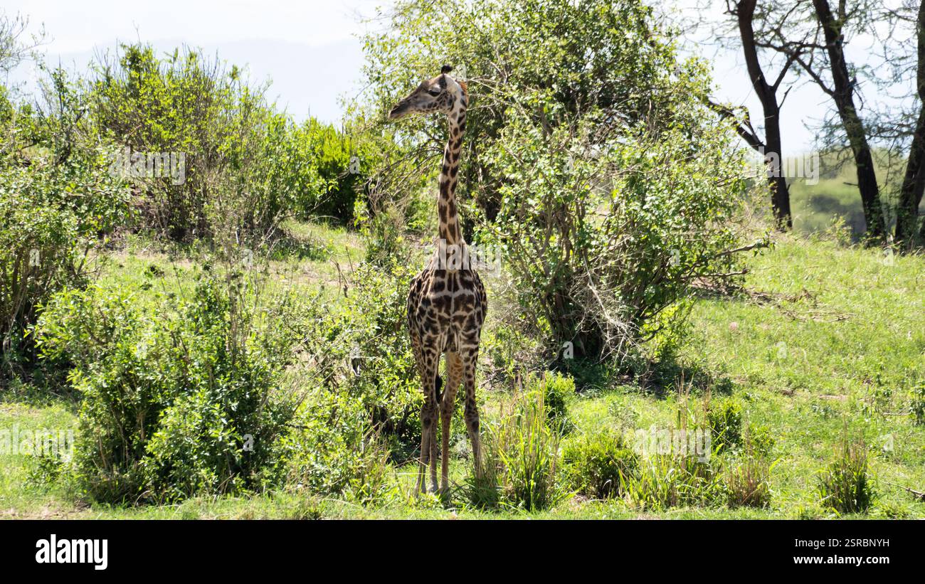 A stunningly beautiful giraffe poses gracefully amidst the vibrant ...