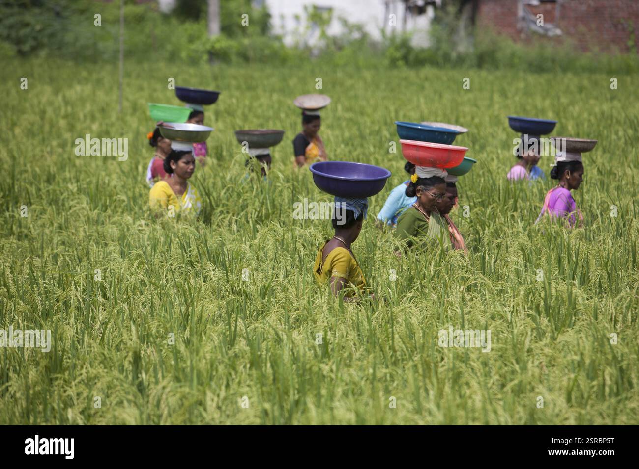 Indian women farm labourers hi-res stock photography and images - Alamy