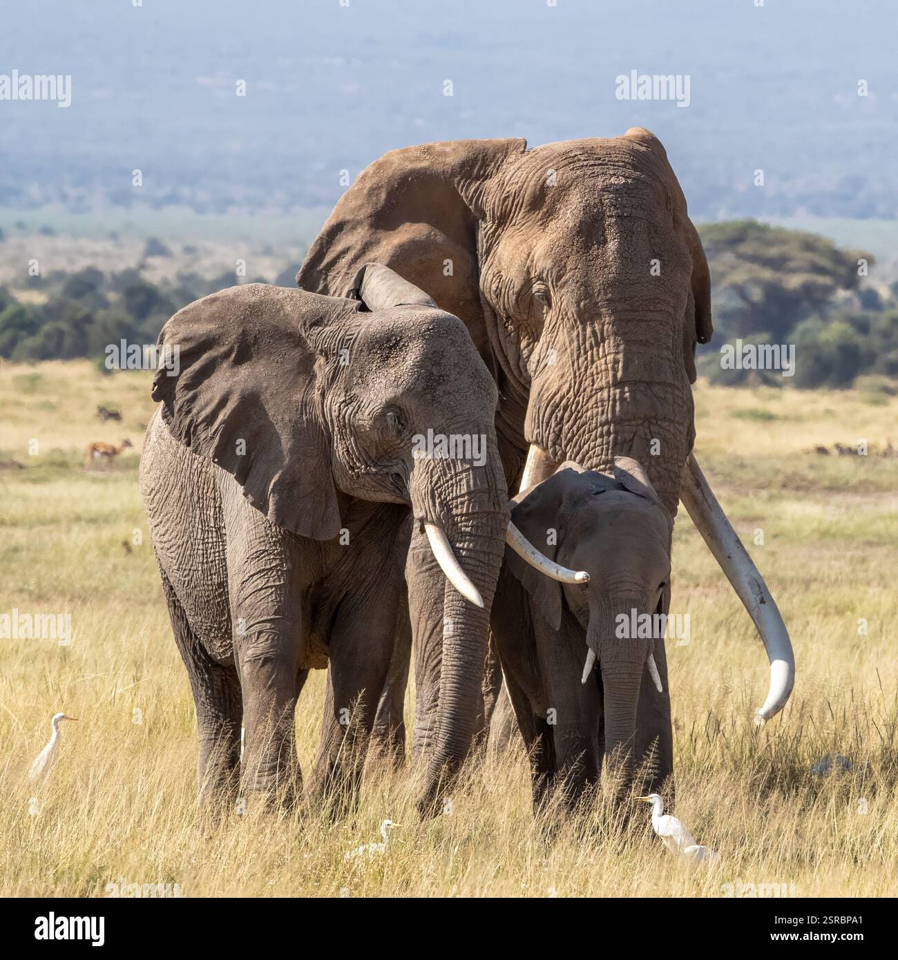 A large bull elephant walks with a female and baby through the long ...