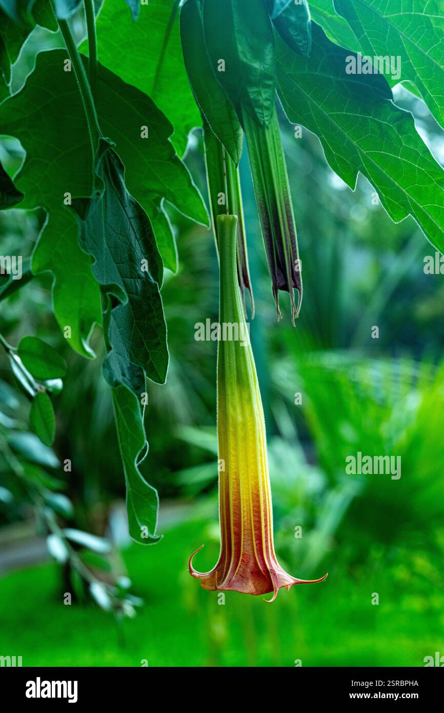 Flowering Red Floripontio or Red Angel‘s trumpet (Brugmansia sanguinea ...