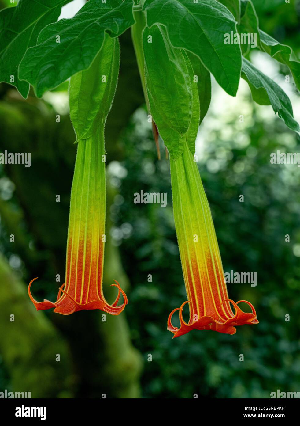 Flowering Red Floripontio or Red Angel‘s trumpet (Brugmansia sanguinea ...