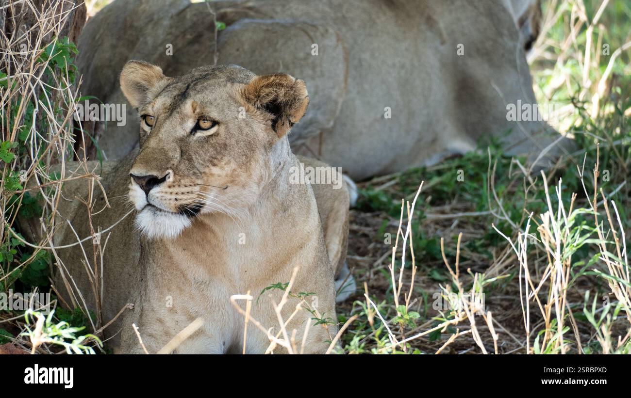 A lioness observes her vibrant habitat, embodying grace, power ...