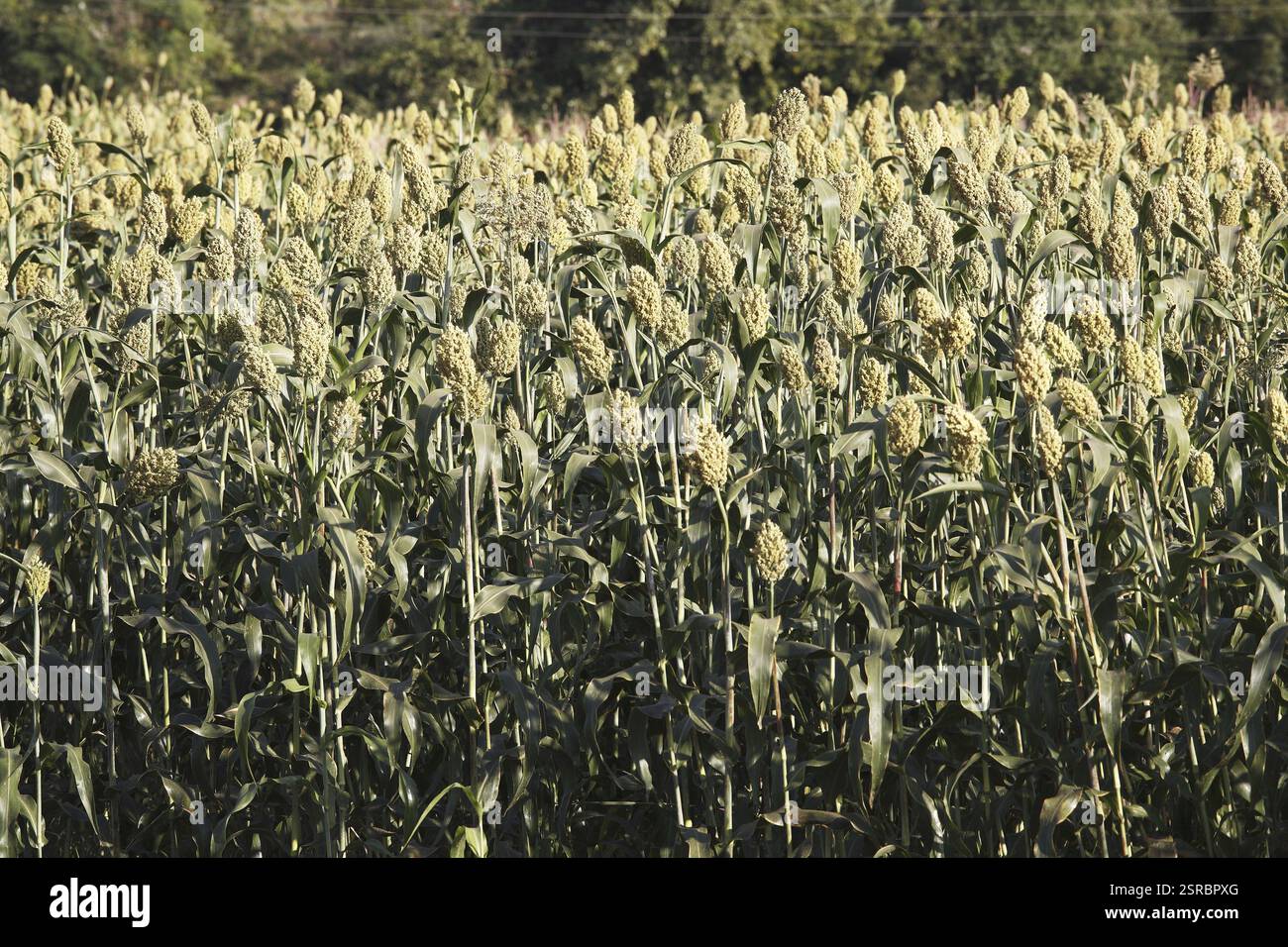 Grain, corns of jawar jawari sorghum in field, Maharashtra, India, Asia ...