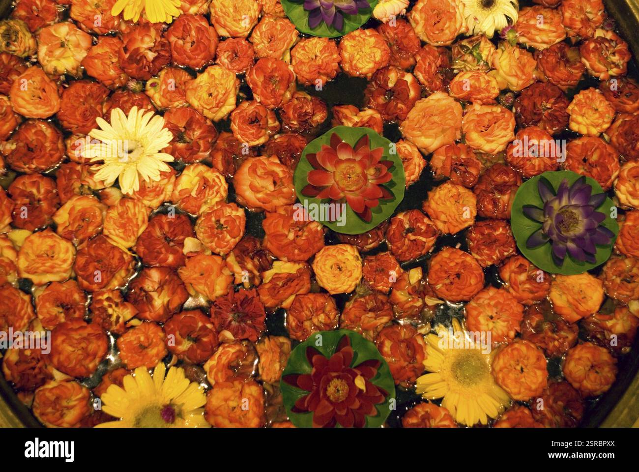 Flowers floating in water pot at chennai, Tamil nadu, India, Asia Stock ...