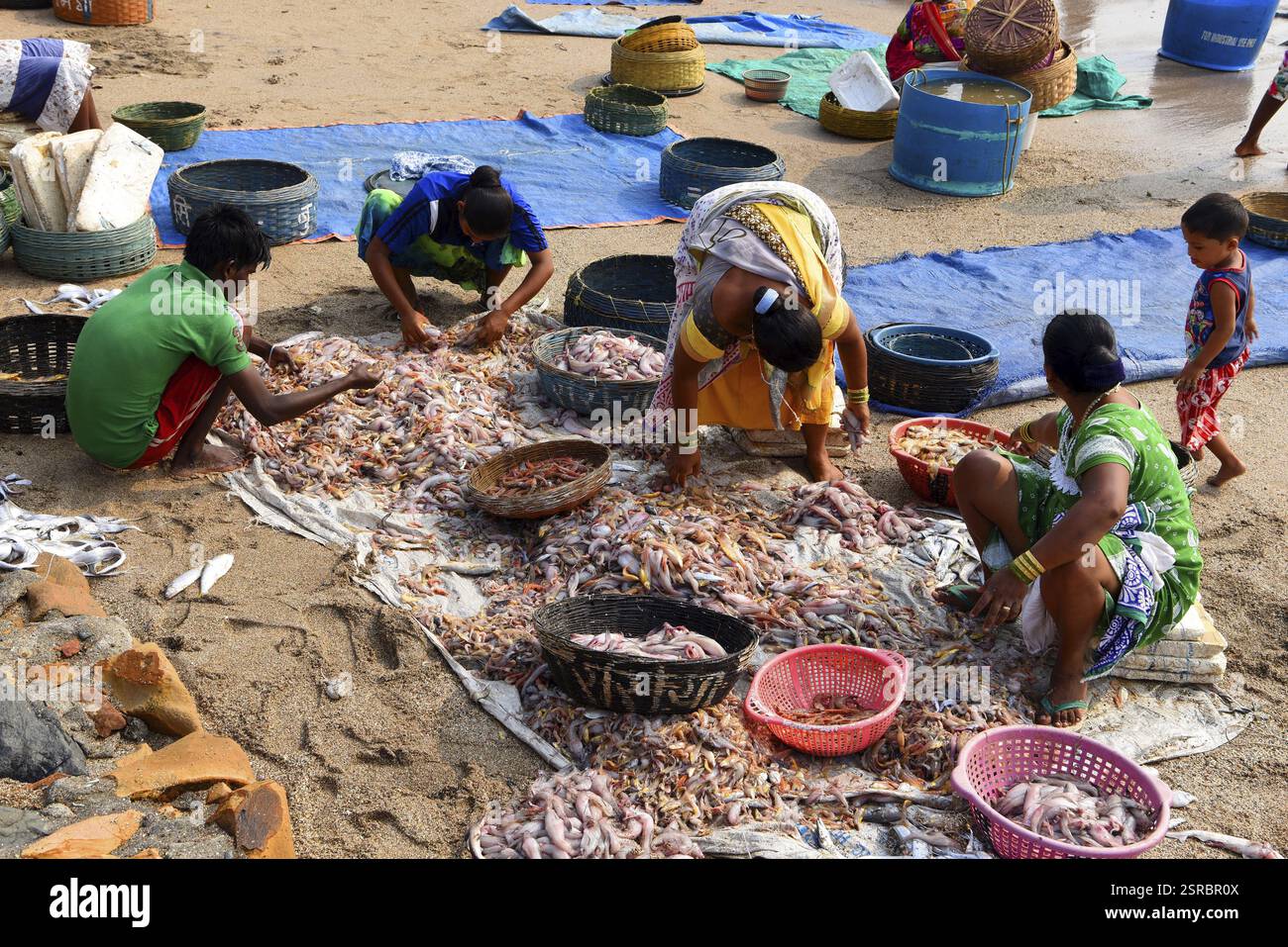 Fisher women sorting fish, Uttan Beach, Bhayander, Mumbai, Maharashtra ...