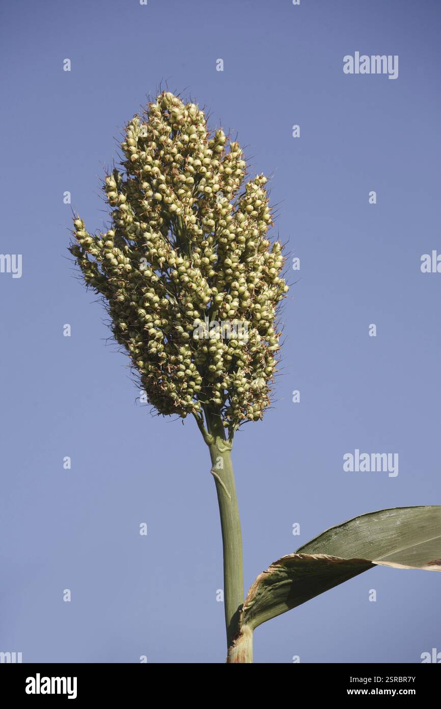 Grain, close ups of corn of jawar jawari sorghum in field, Maharashtra ...