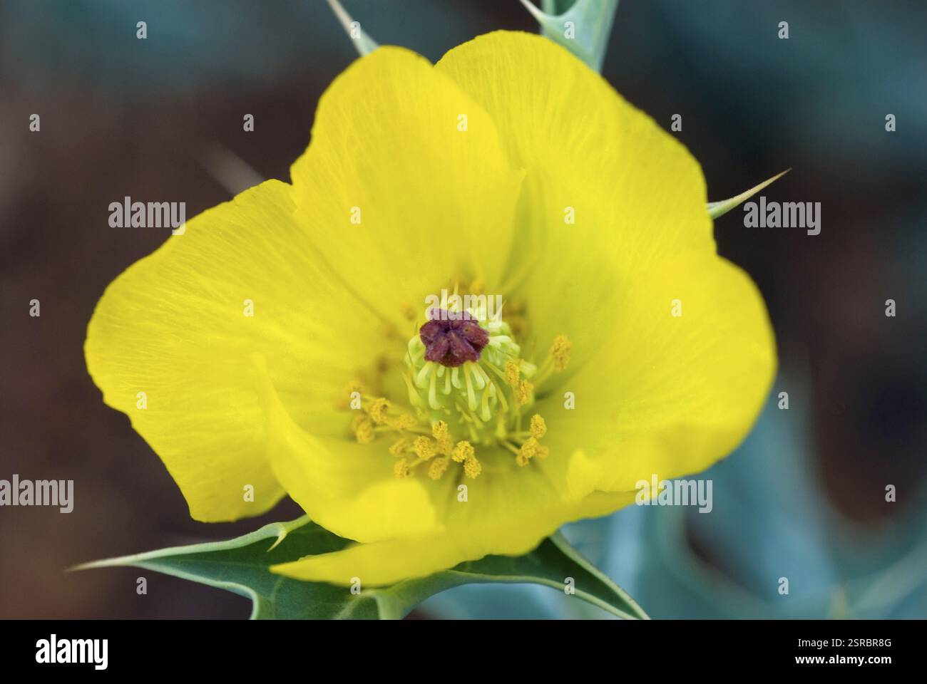 Argemone mexicana mexican prickle poppy yellow flower single Stock ...