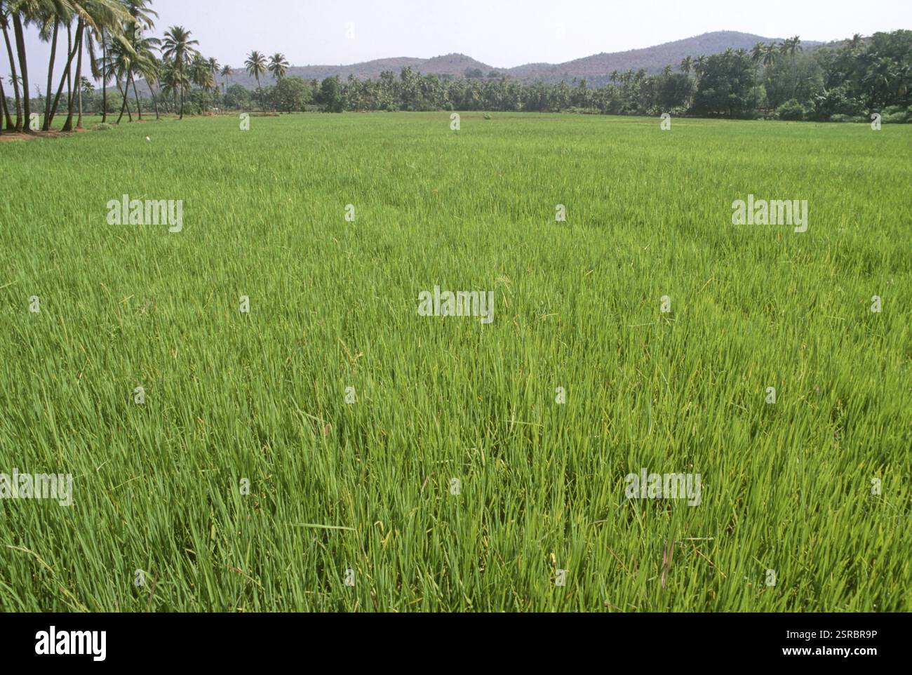 Rice field, goa, india Stock Photo - Alamy