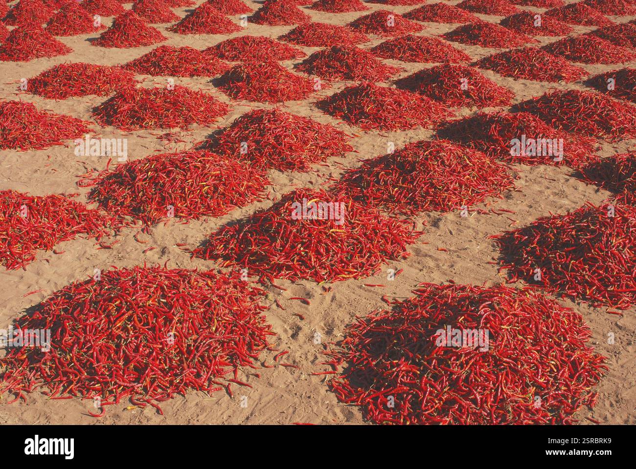 Heaps of red chillies, Mathania, Jodhpur, Rajasthan, India, Asia Stock ...