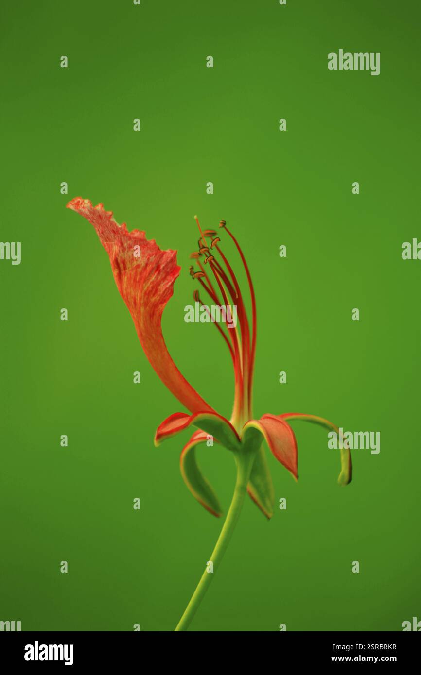 Gulmohar flower, visakhapatnam, andhra pradesh, India, Asia Stock Photo ...