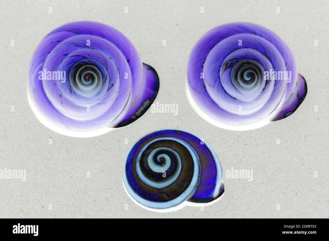Indian snails hi-res stock photography and images - Alamy