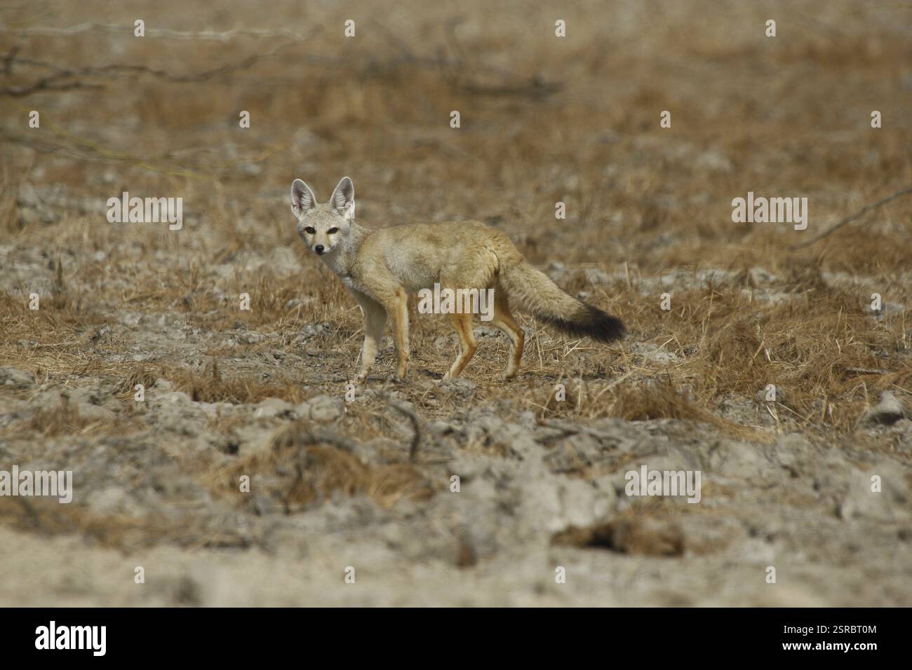 Indian fox, Kutch, Gujarat, India, Asia Stock Photo - Alamy