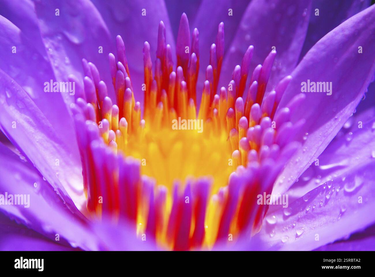 Purple lotus, Indore, Madhya Pradesh, India, Asia Stock Photo - Alamy