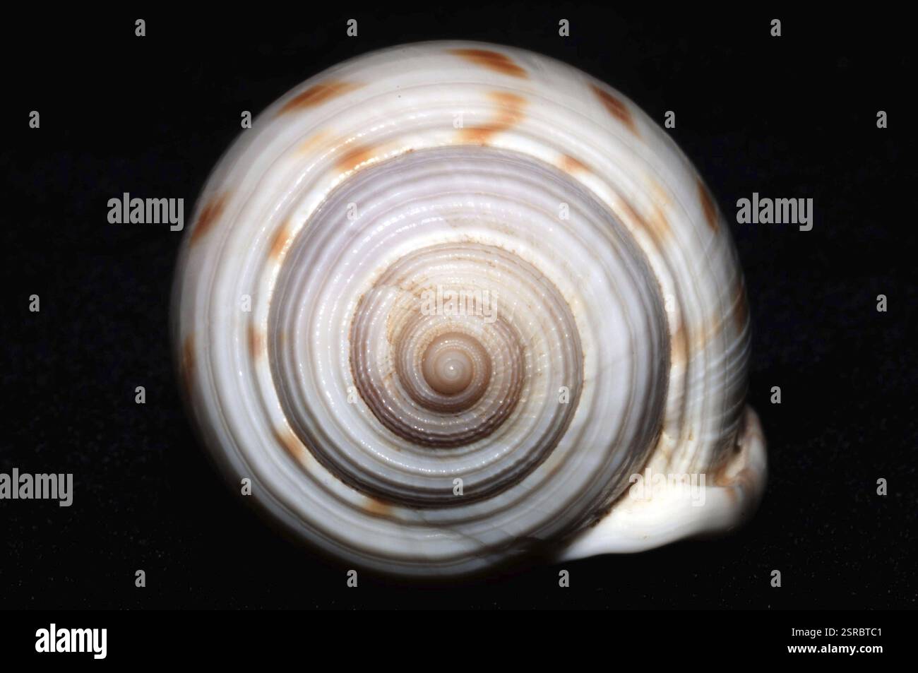 Seashell Cassis, India, Asia Stock Photo - Alamy