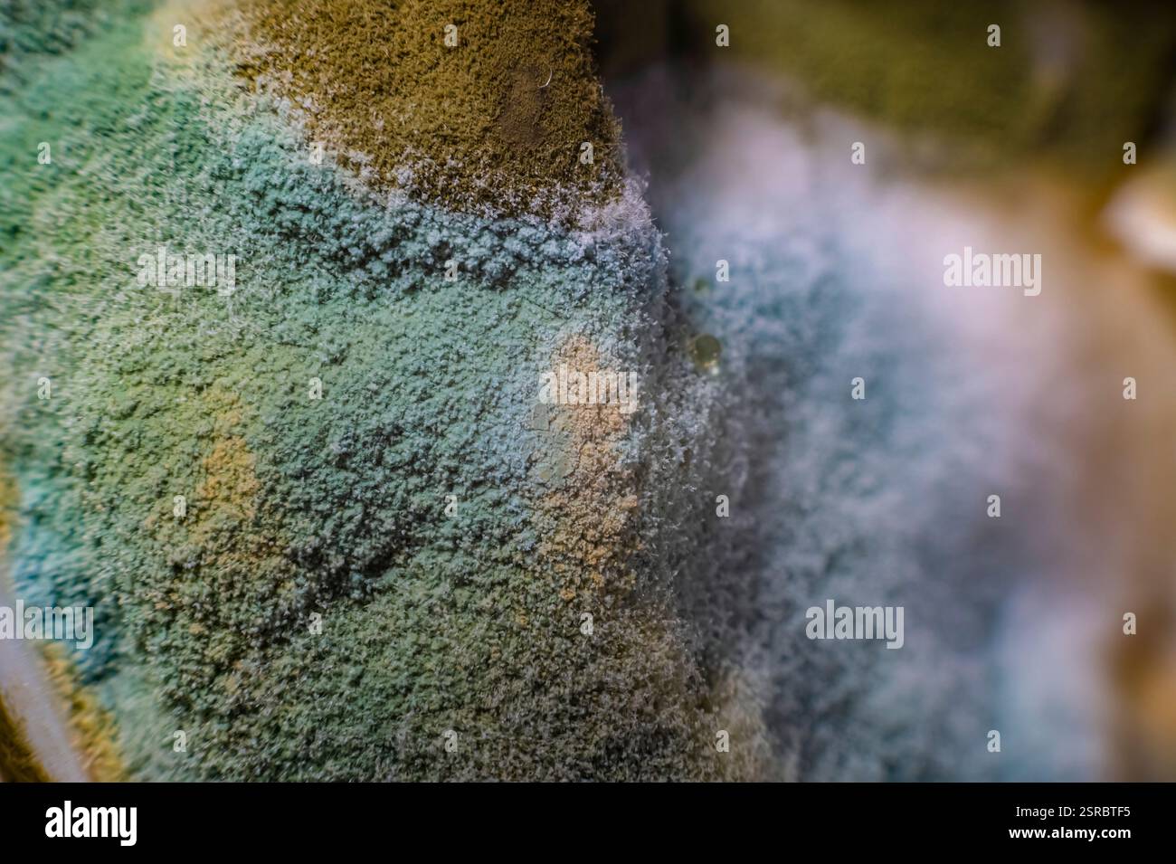 Macro photography of a colorful mold colony that looks like a landscape ...