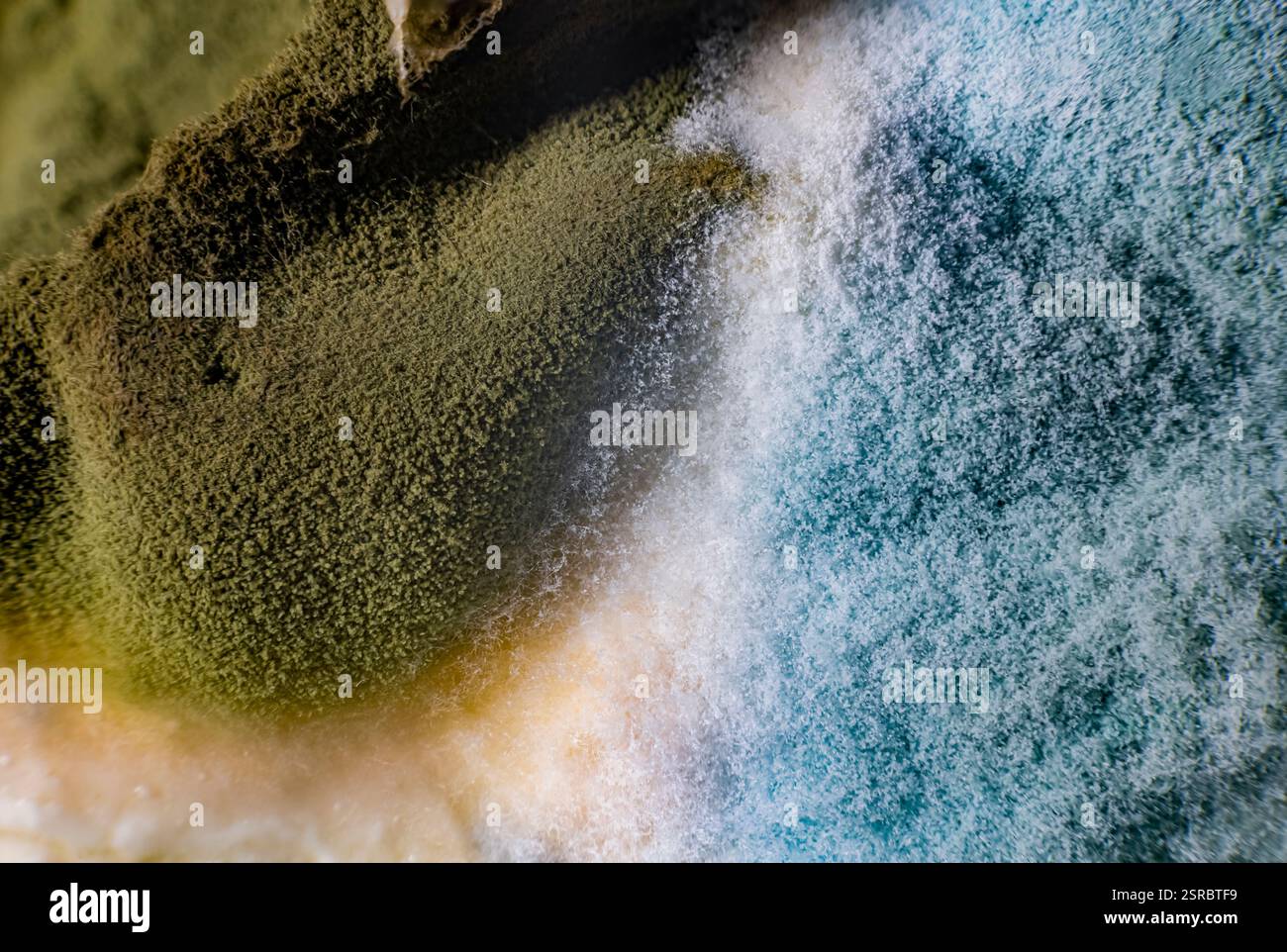Macro photography of a colorful mold colony that looks like a landscape ...