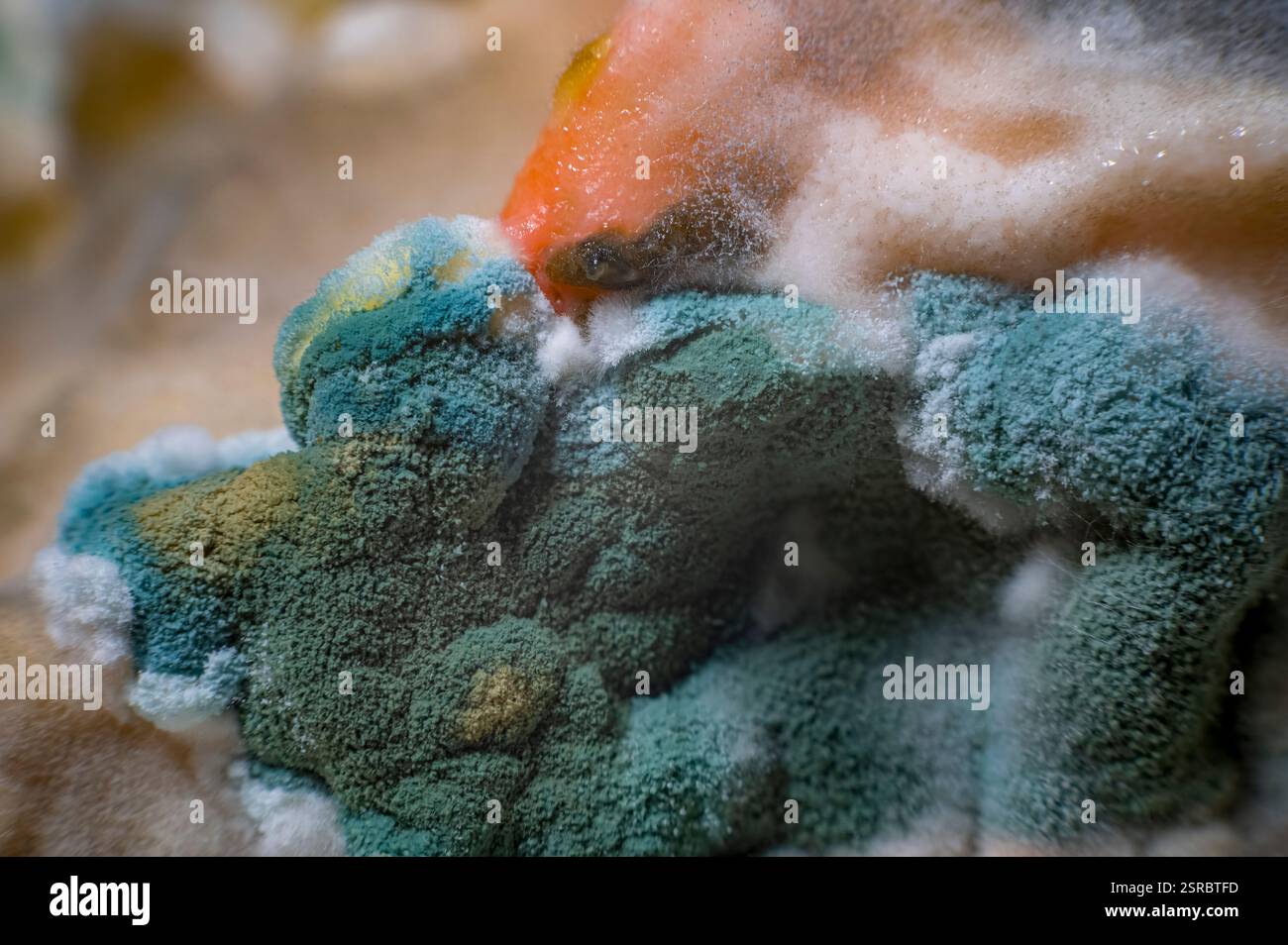 Macro photography of a colorful mold colony that looks like a landscape ...