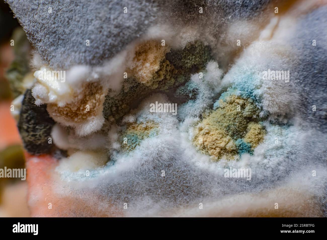 Macro photography of a colorful mold colony that looks like a landscape ...