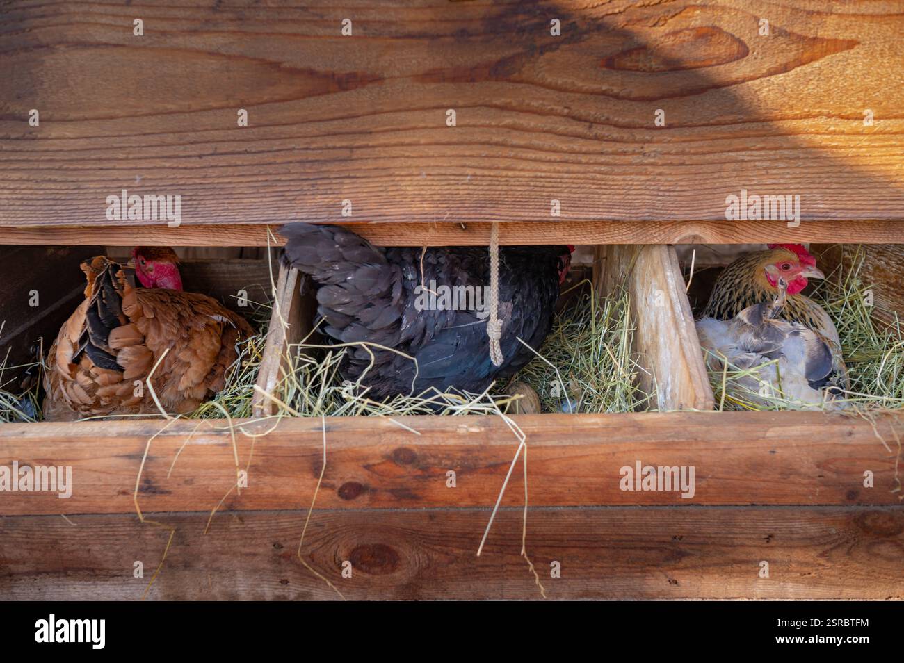 Chickens sitting on a nest of fresh hay, in a rustic wooden coop Stock ...