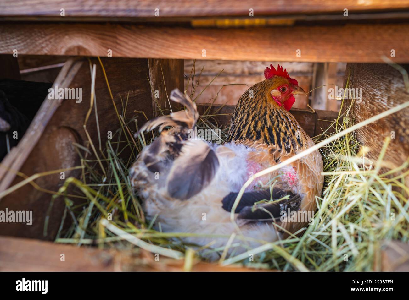 Chickens sitting on a nest of fresh hay, in a rustic wooden coop Stock ...