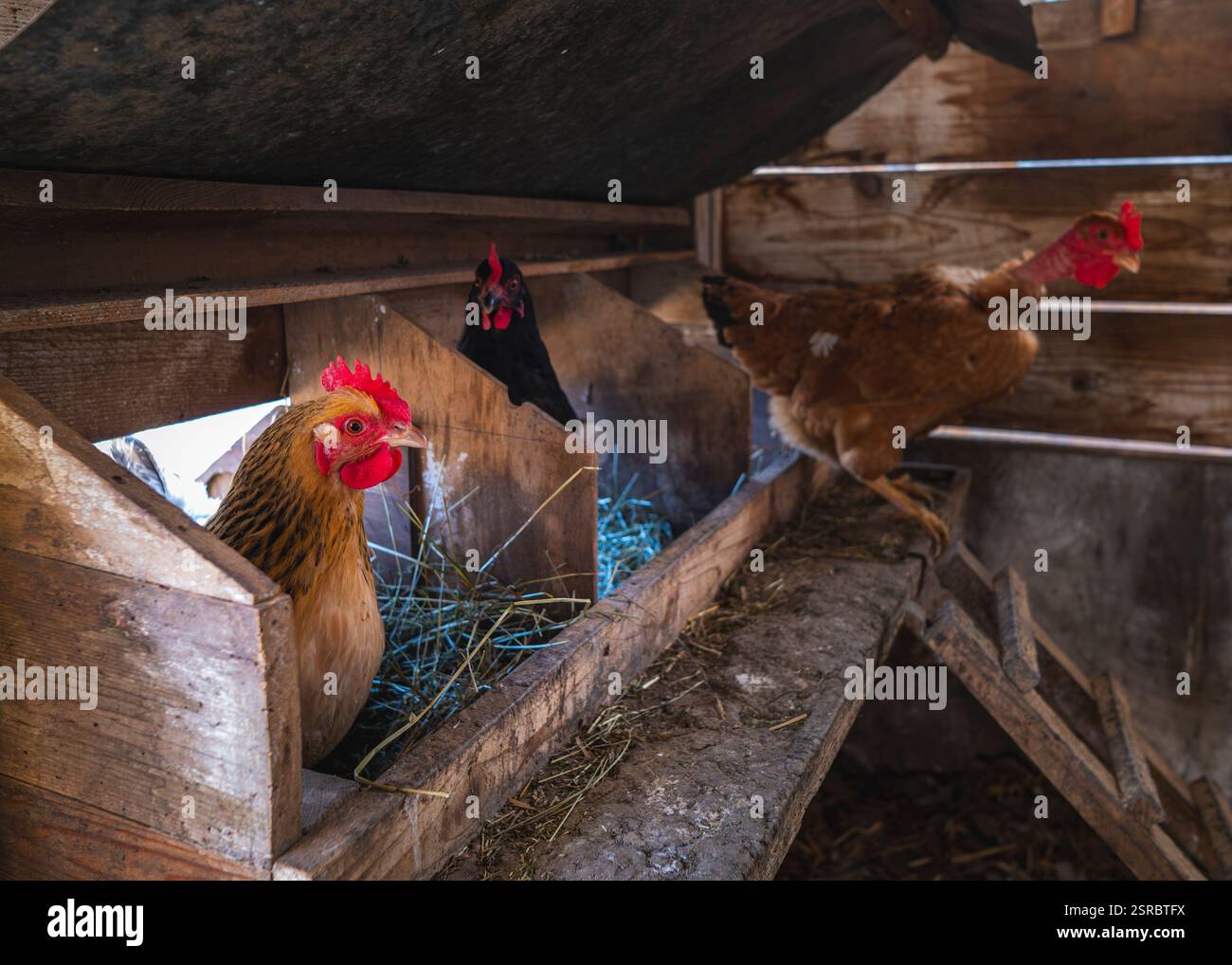 Chickens sitting on a nest of fresh hay, in a rustic wooden coop Stock ...