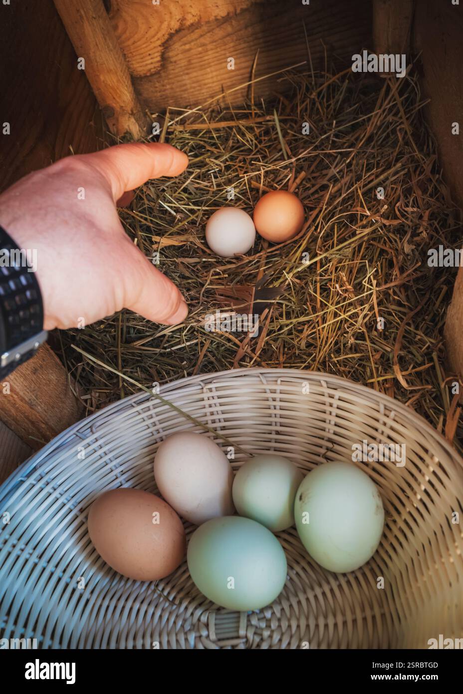 A basket of eggs and a hand gathering them in the foreground, and in ...