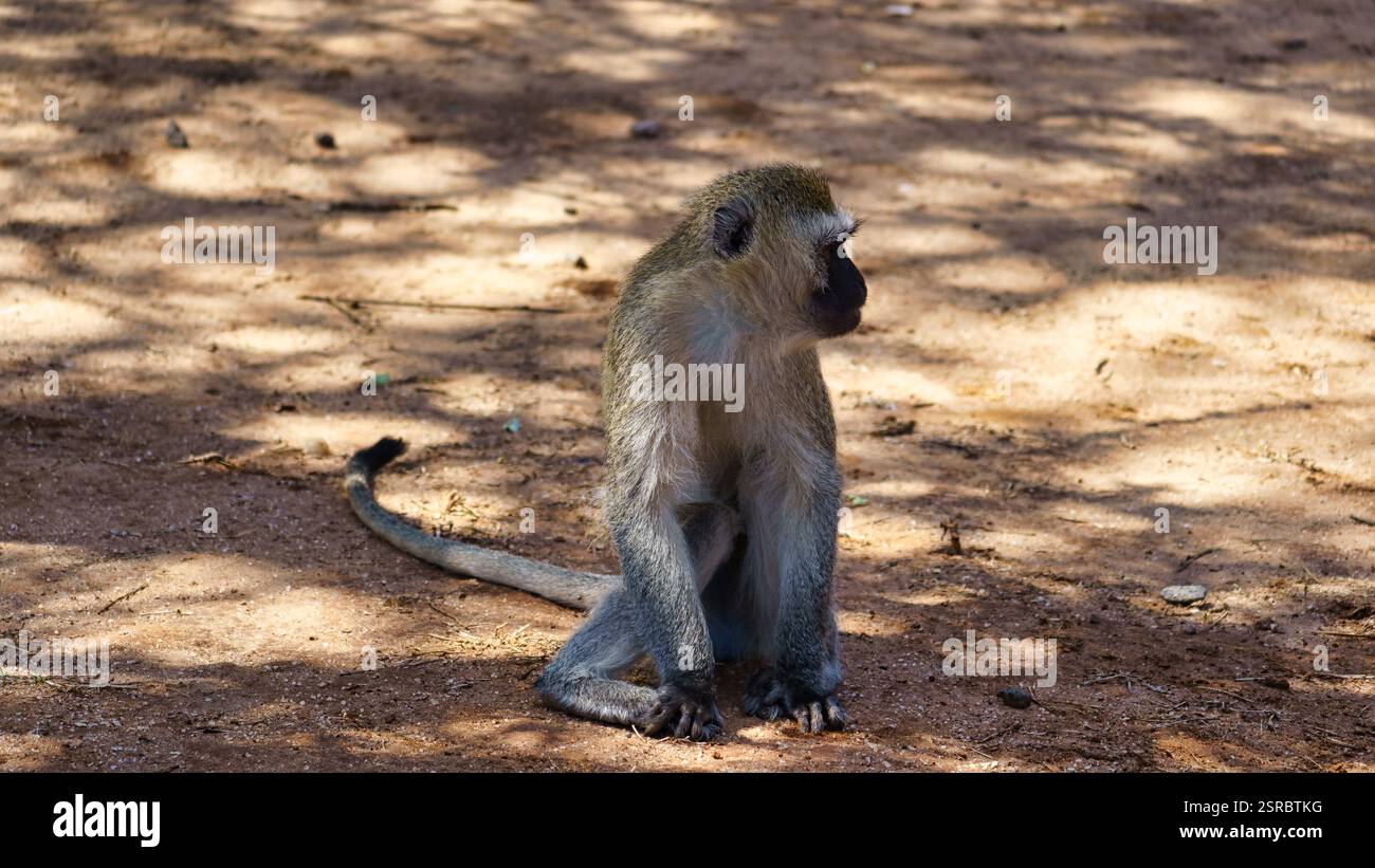A calm vervet monkey is sitting peacefully on the ground, showcasing ...