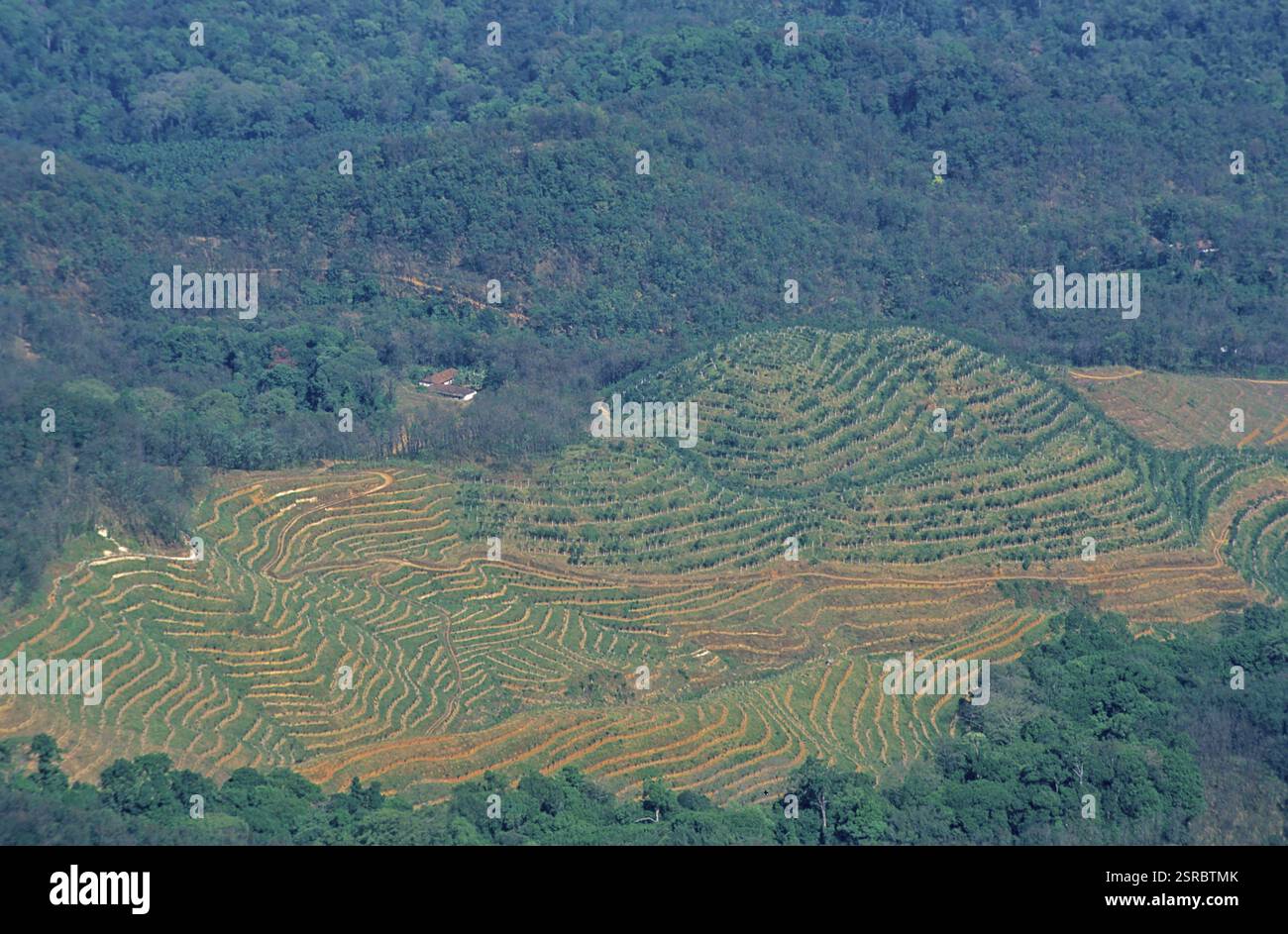 Tea Garden, coorg, karnataka, india Stock Photo - Alamy