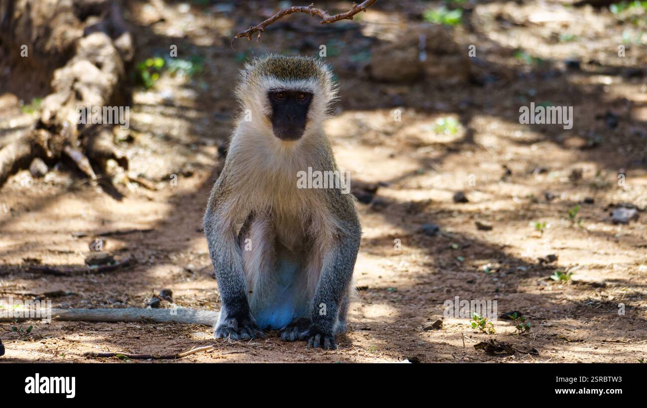 A Vibrant Monkey Sitting in its Natural Habitat, Radiating Beauty and ...