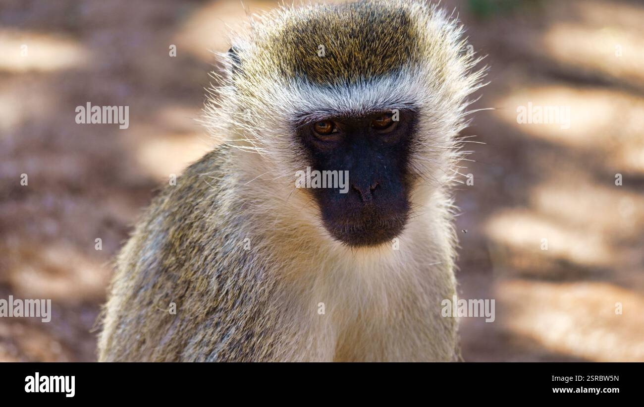 A beautifully striking closeup photograph of a monkey showcasing its ...