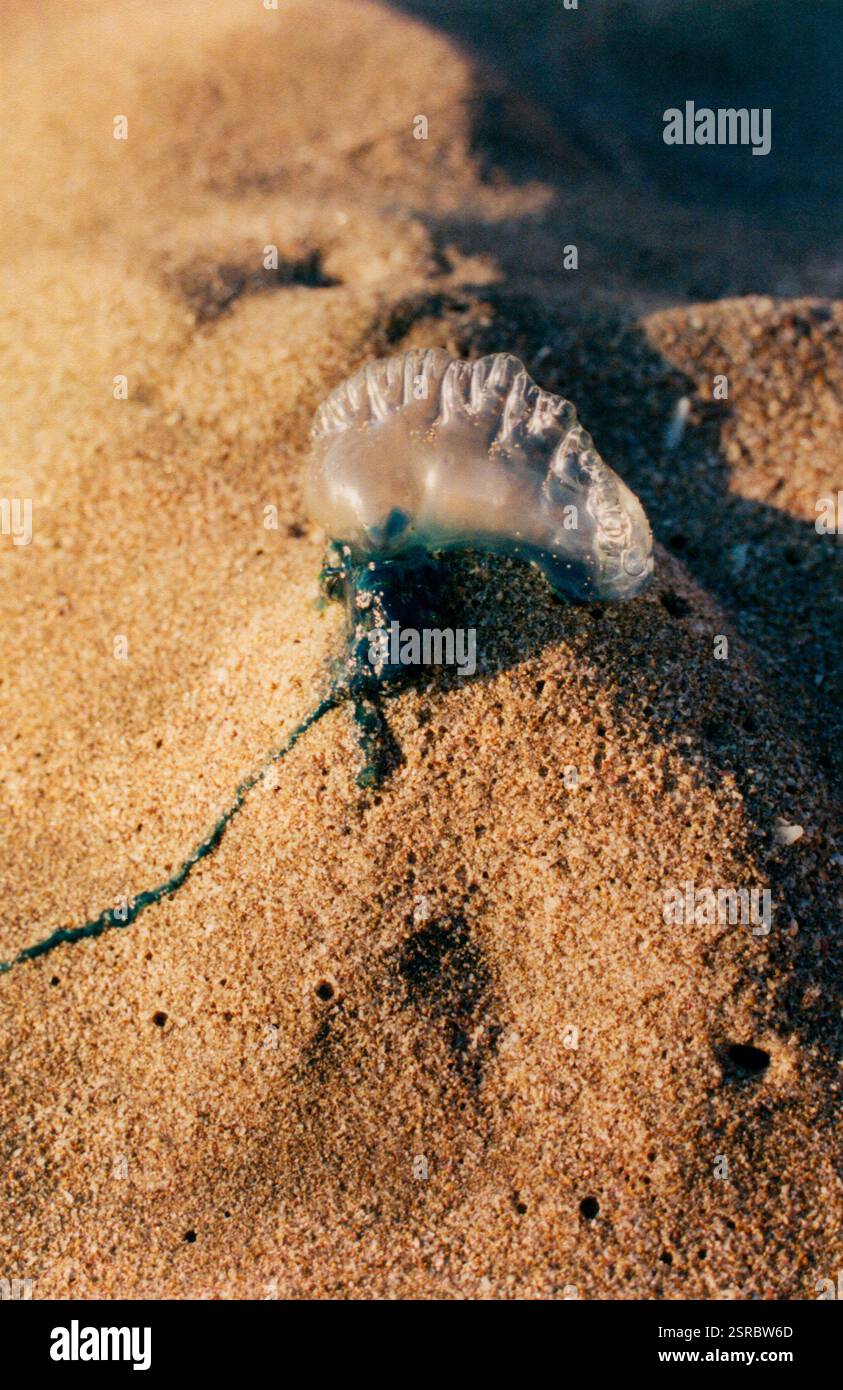 Close up of jellyfish with his tentacles on a shore in the Ocean ...