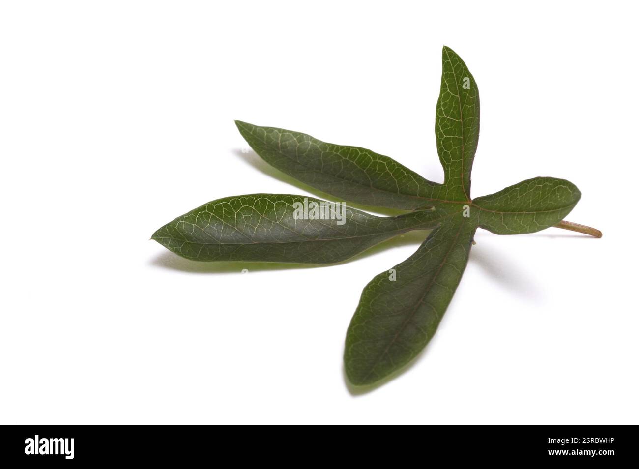 Surrounding leaf Cut Out Stock Images & Pictures - Alamy