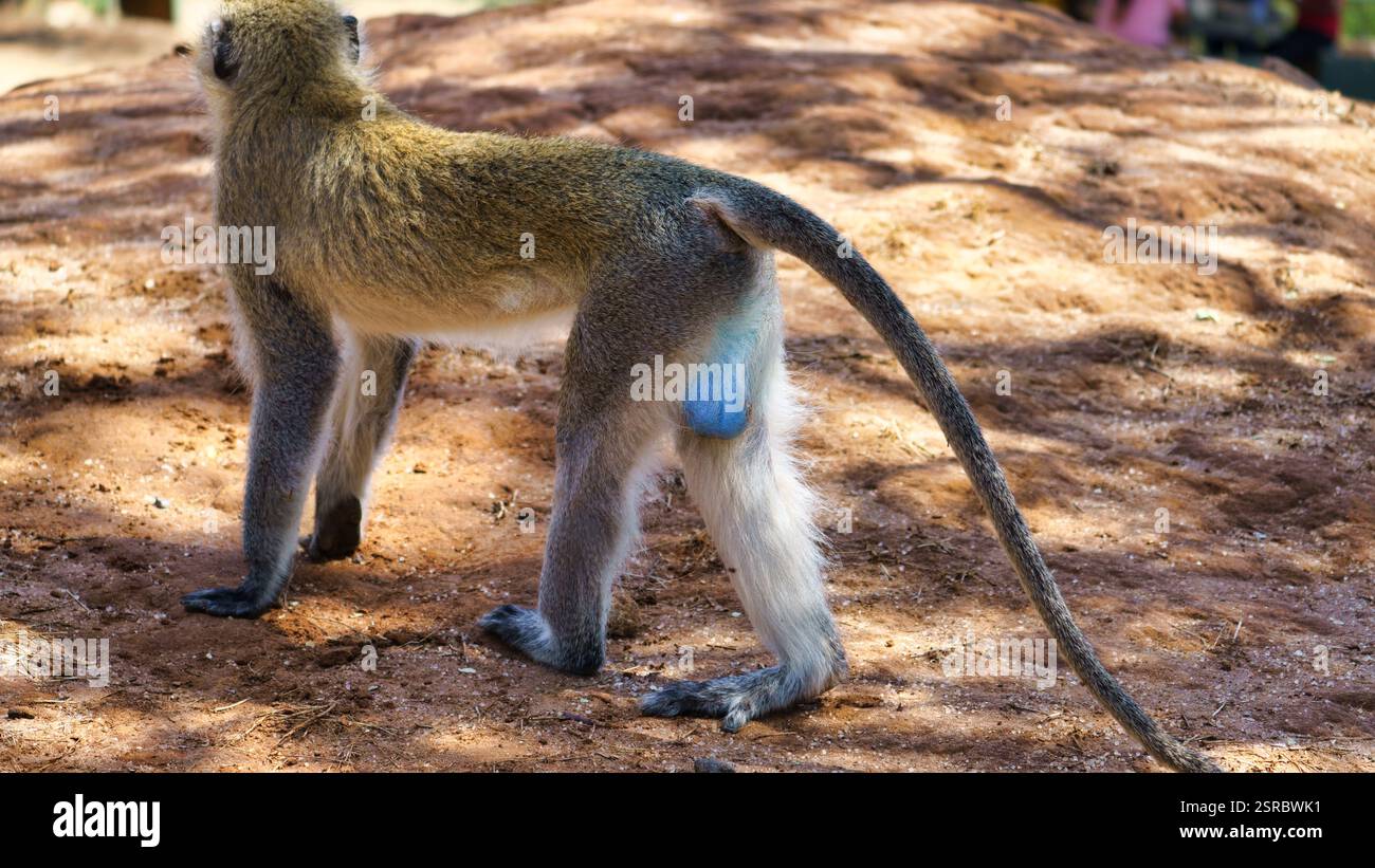 A vibrant and colorful baboon, exhibiting its unique and striking ...