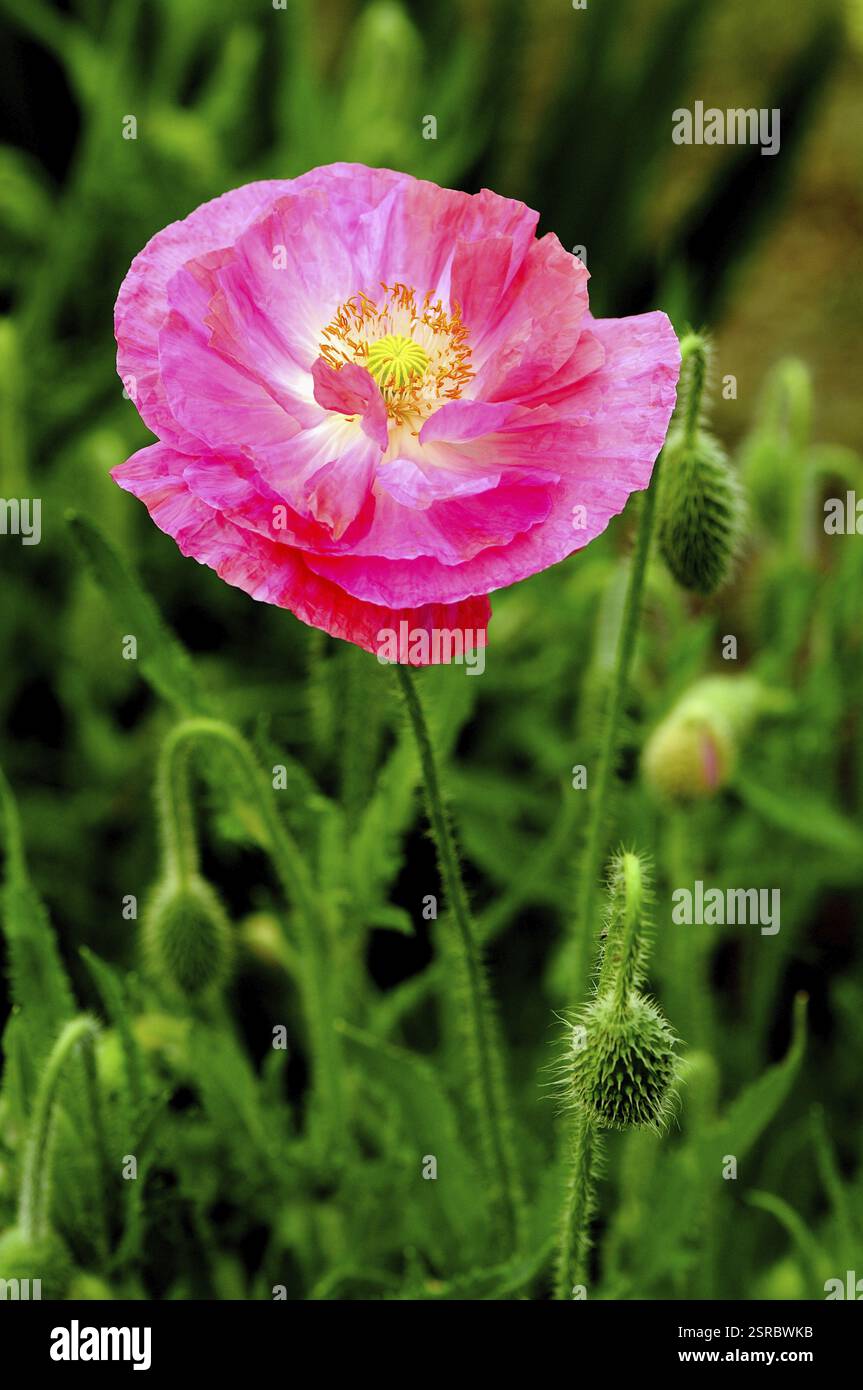 Poppy flower with buds, Jammu and Kashmir, India, Asia Stock Photo - Alamy