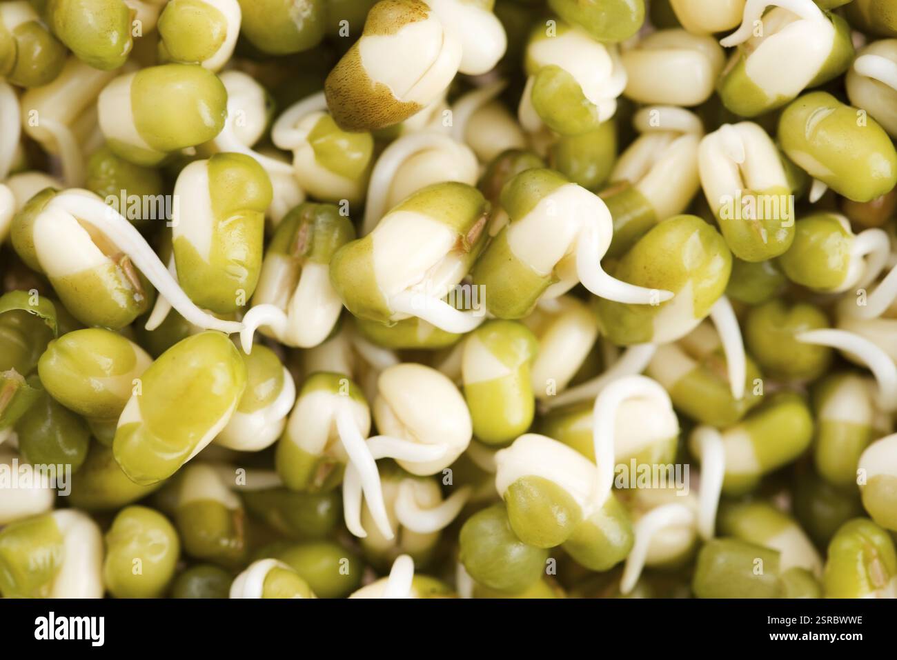 Sprouted mung beans, lodz, poland Stock Photo - Alamy