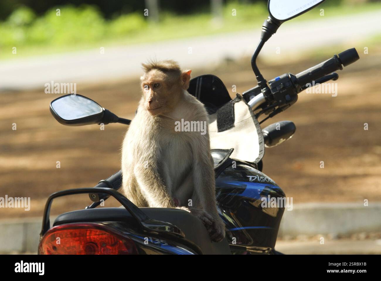 Monkey sitting on bike, Bandipur, Karnataka, India, Asia Stock Photo ...