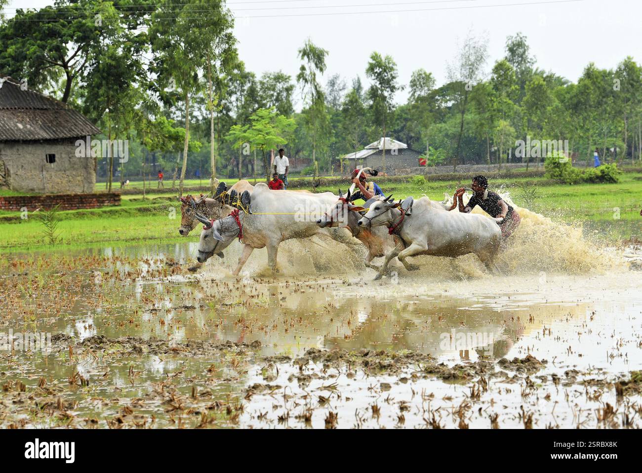Moichara cattle race festival Herobhanga village, Canning railway ...