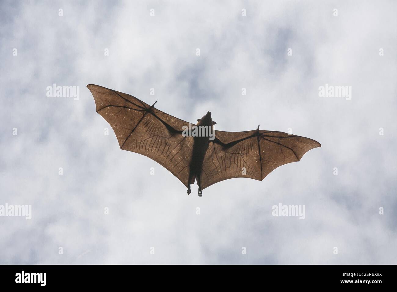 Bats flying, India, Asia Stock Photo - Alamy